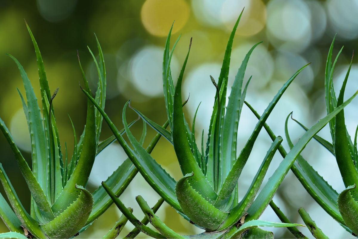 Aloe vera sultys: kaip paruošti ir panaudoti kokteiliuose